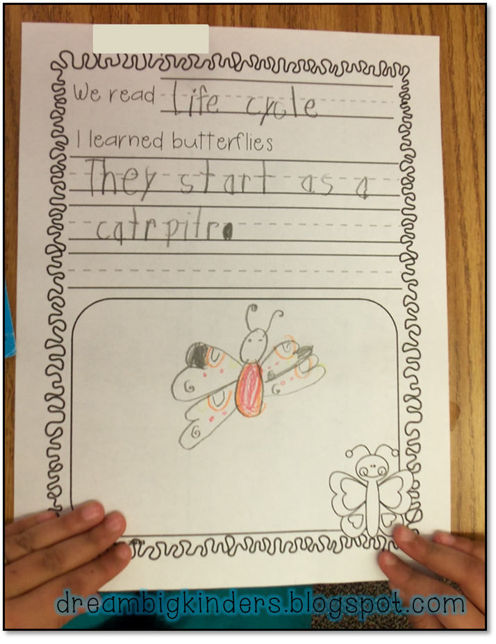 Dream Big Kinders: Butterfly Life Cycle - Nonfiction Reading Comprehension