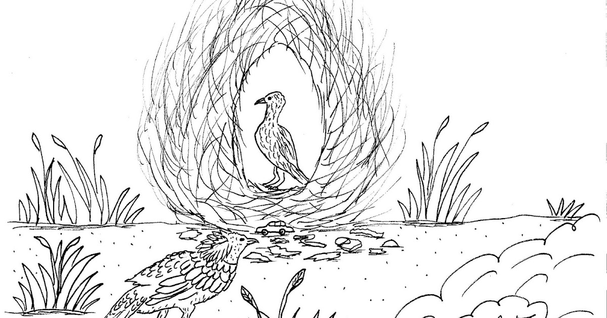 Robin's Great Coloring Pages: Bowerbirds