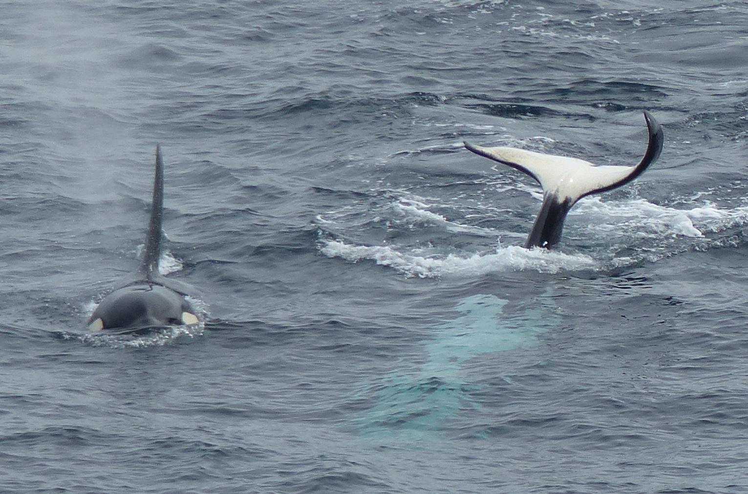 A Field Notebook: Orca!