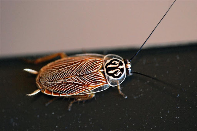 La Mitocondria: Breve guía de insectos (II)