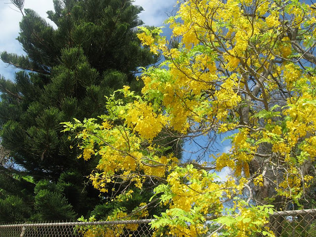 Aloha from Hawaii: Rainbow Shower trees in the Rainbow state of Hawaii.