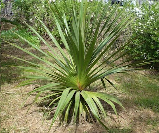 Bakoua ou Vacoa | Flore de l’île de la Réunion