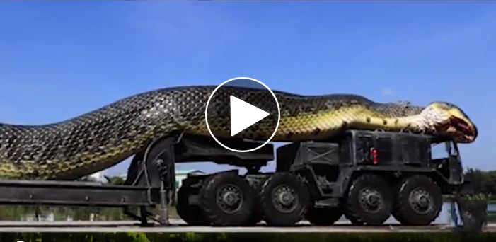 Giant Snake Caught in Red Sea | sarangoun