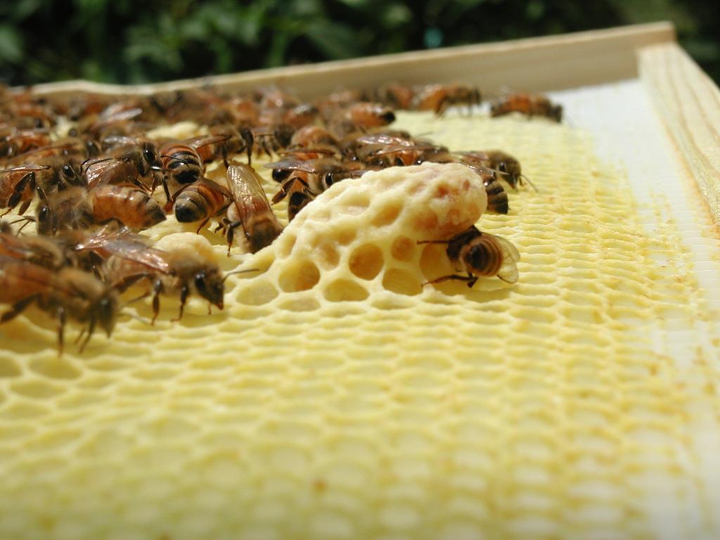 Temperate Climate Permaculture: Introduction to Beekeeping