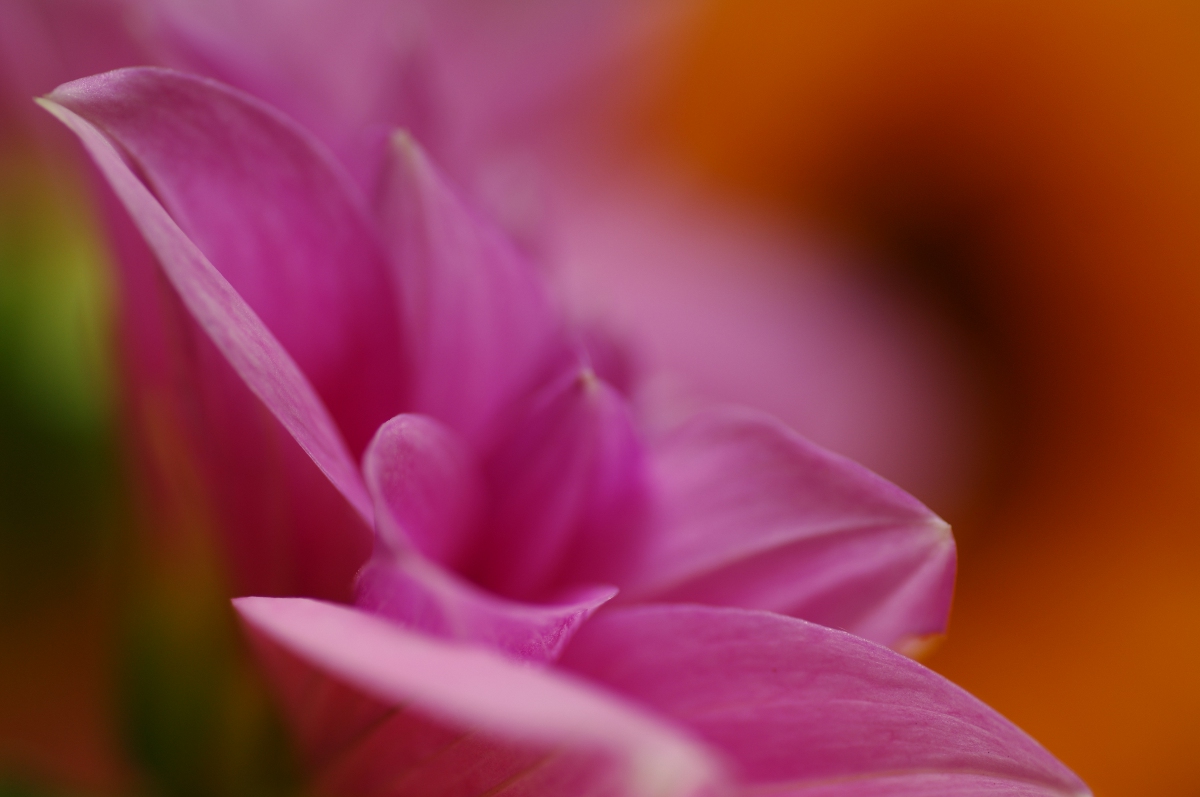 Snapshot Voyager: The Art of Out of Focus Flowers #3