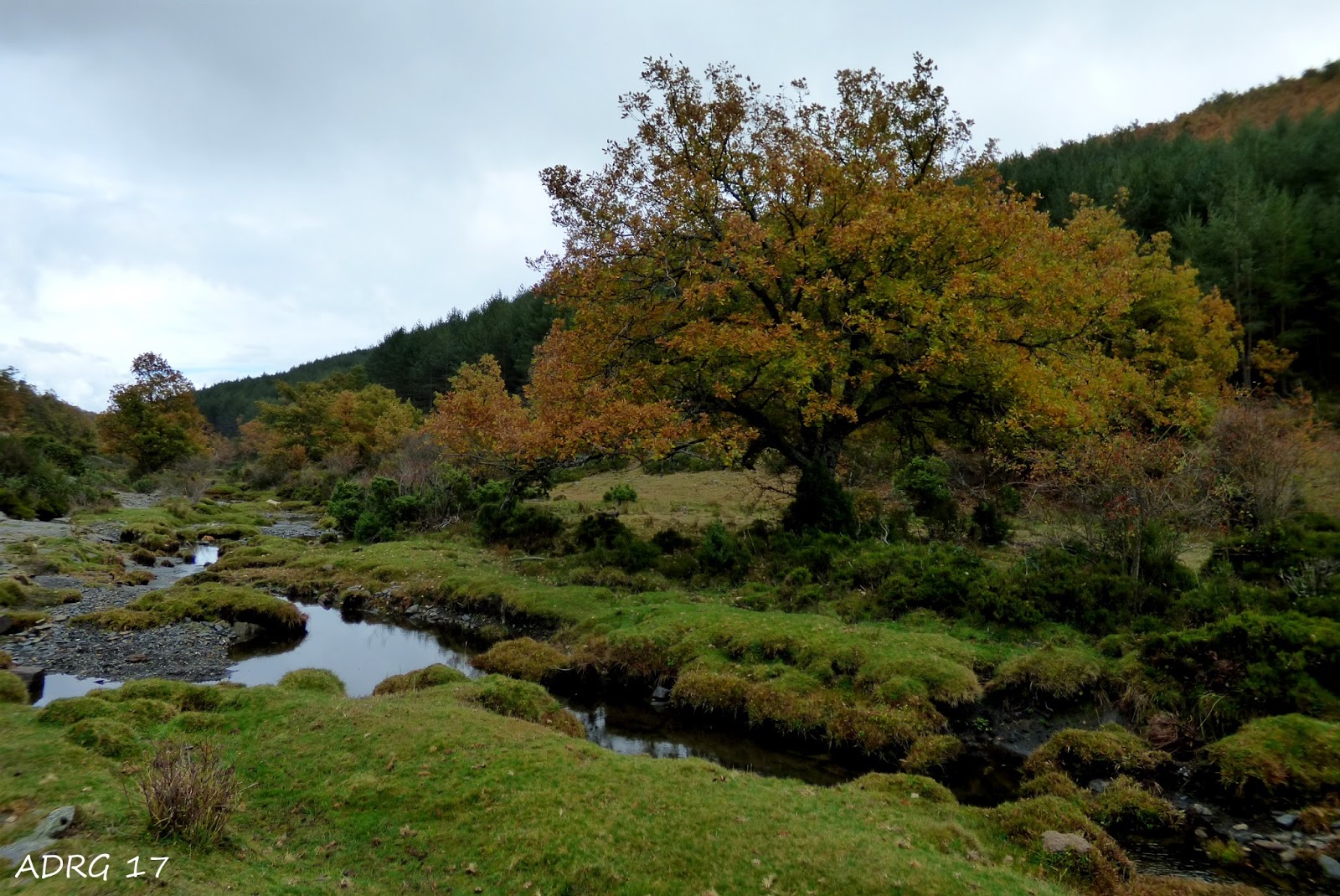 UN AMBIENTALISTA: Ruta: por el Hayedo de la Tejera Negra - II