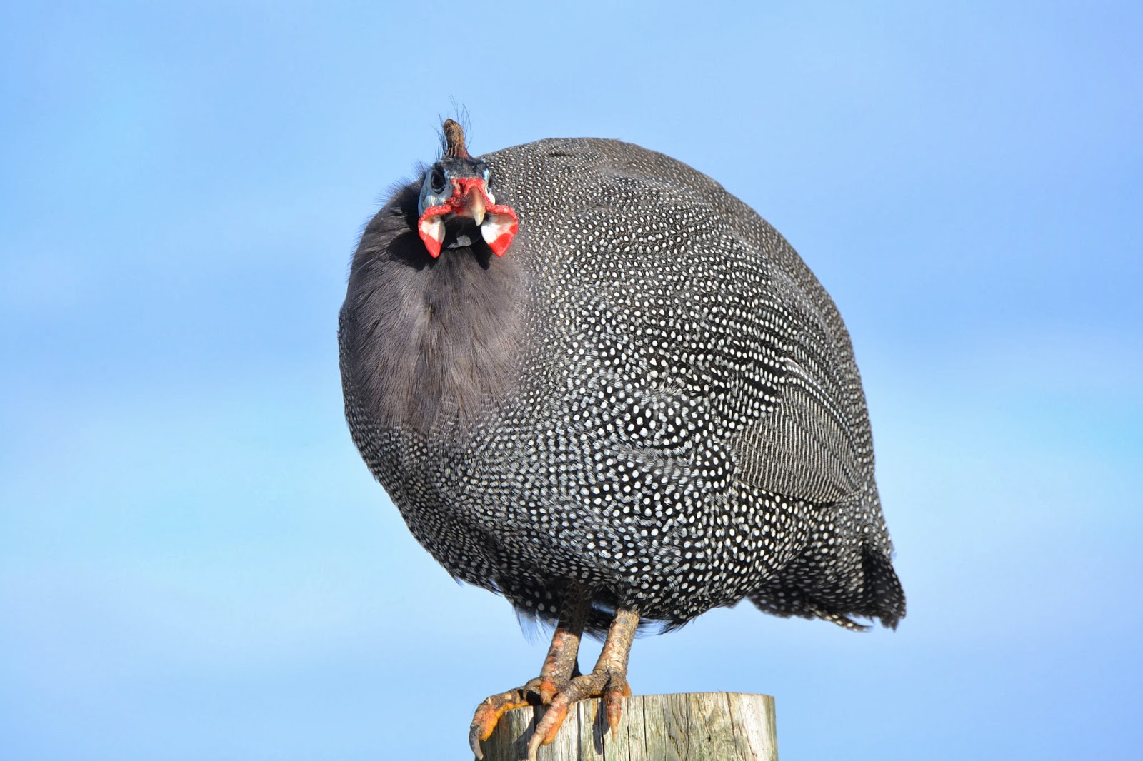 Guineas on the Fence