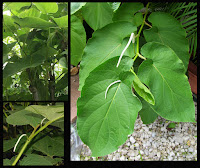 sciplantas Medicinales: Santa Maria de Anis