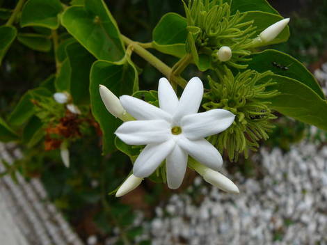 pakistan national flower "Jasminum" ~ All About Pakistan