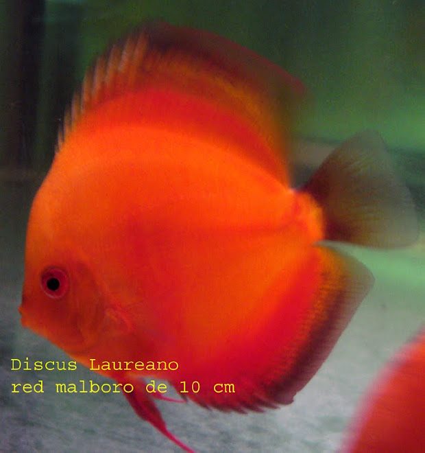 Discus Laureano