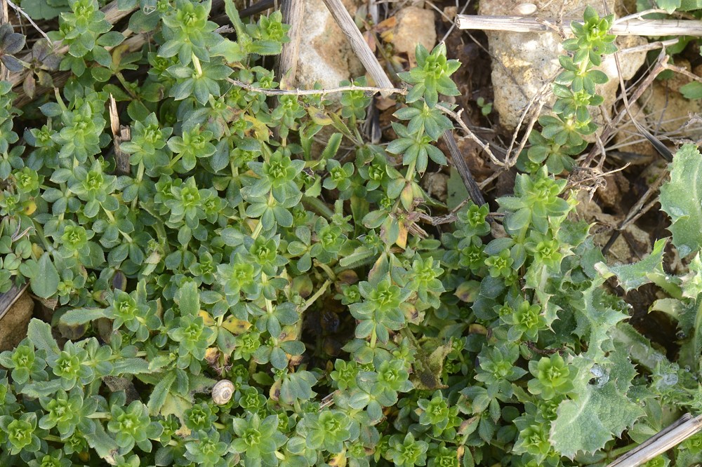 plantenwandeling: Blauw walstro