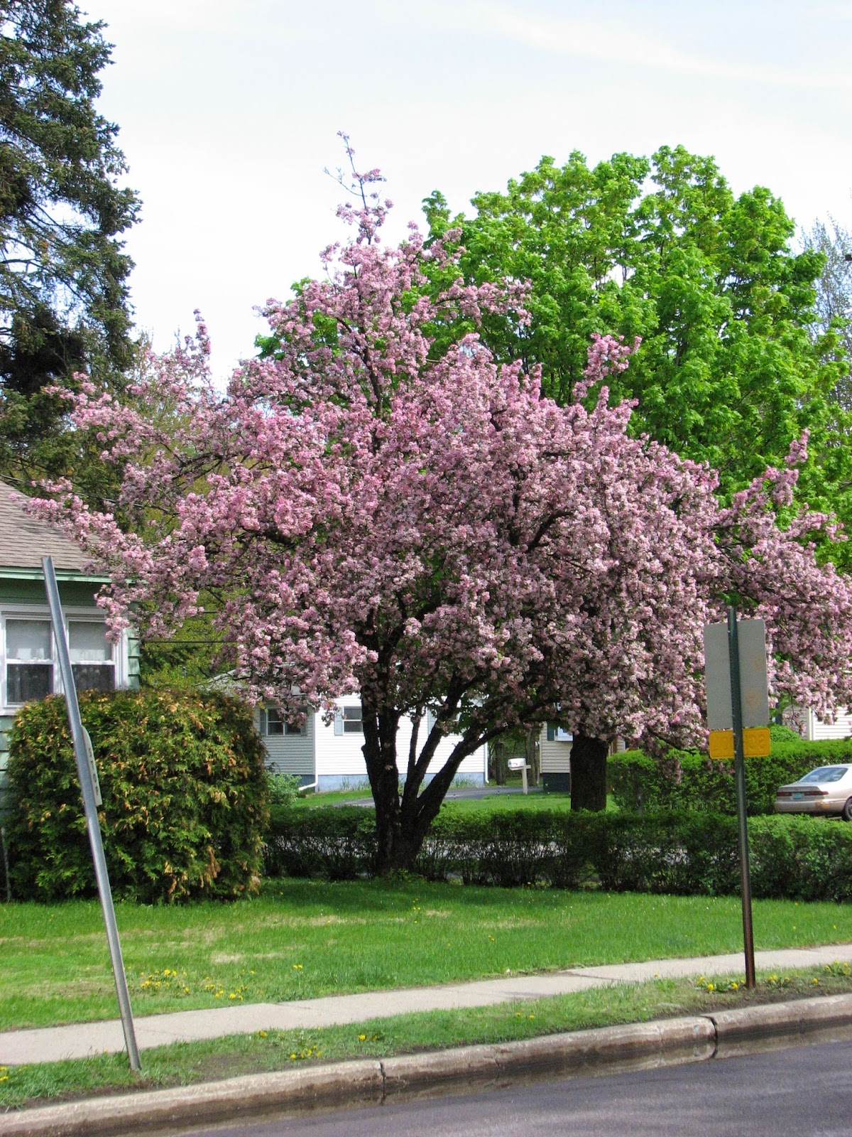South Burlington, VT. photos Flowering Crab-apple Trees. | Litter with ...
