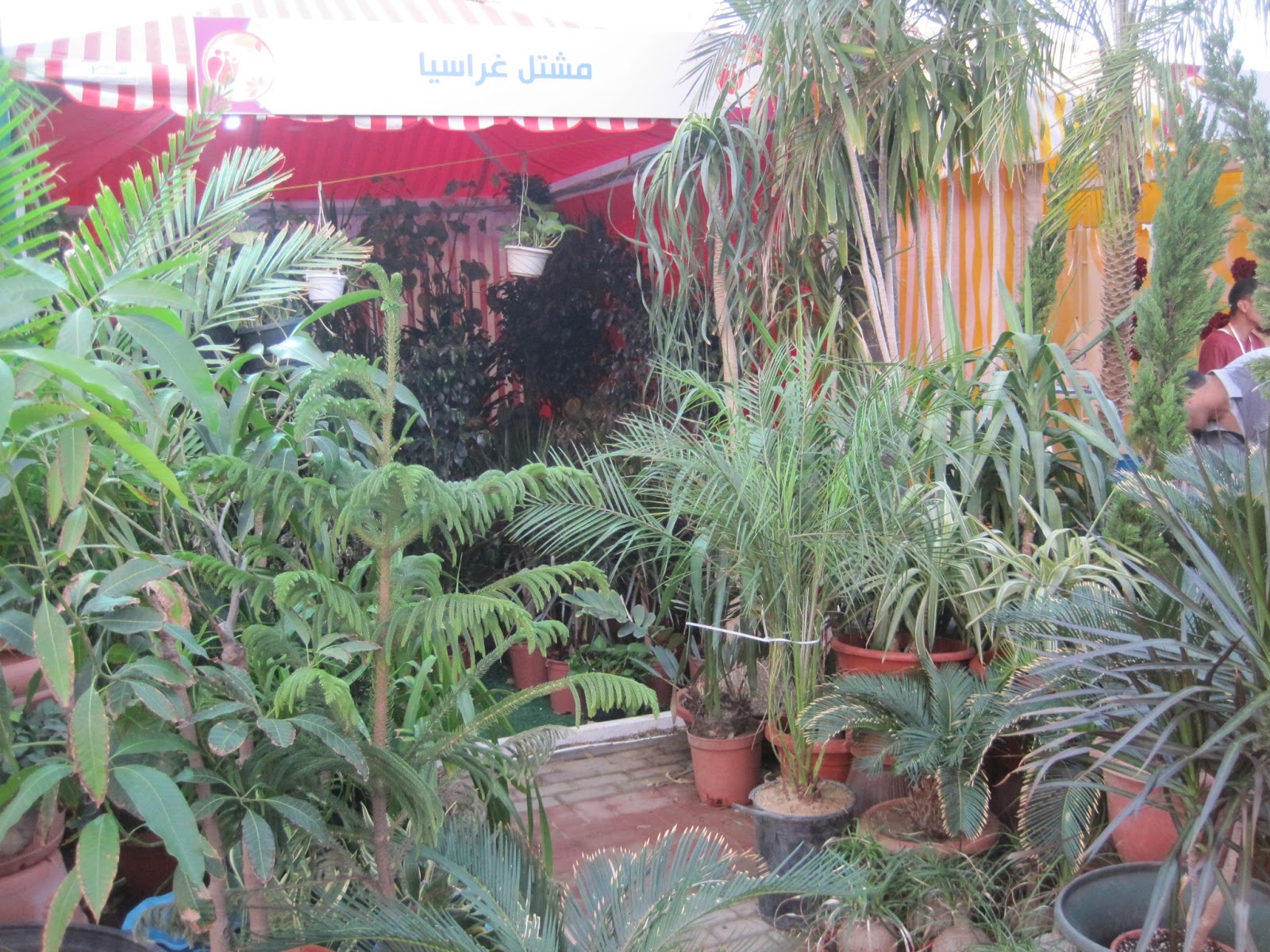 Festival Bunga di Padang Pasir