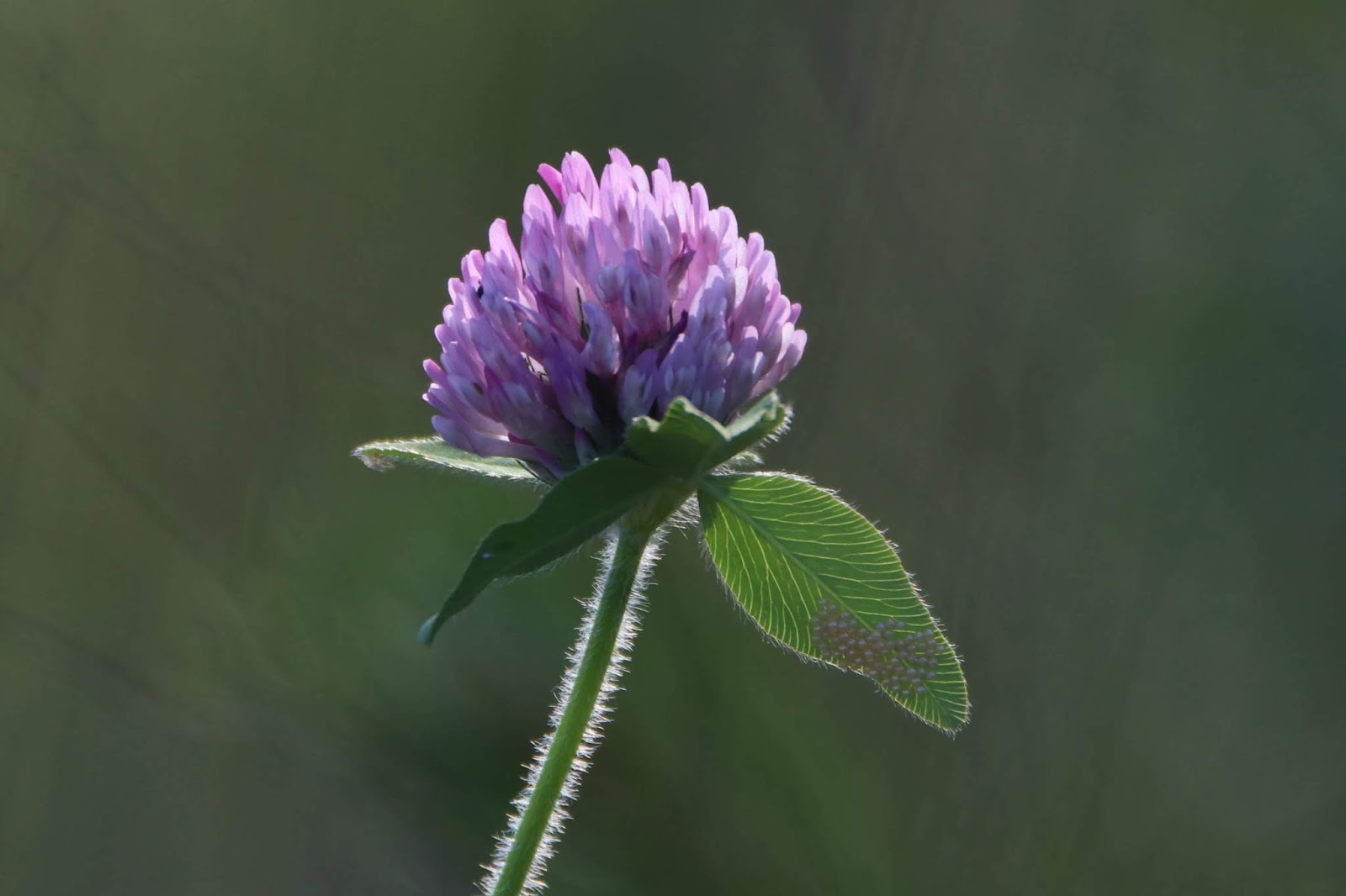 Hipster Birders: Siskiyou County Birding Bonanza­­­