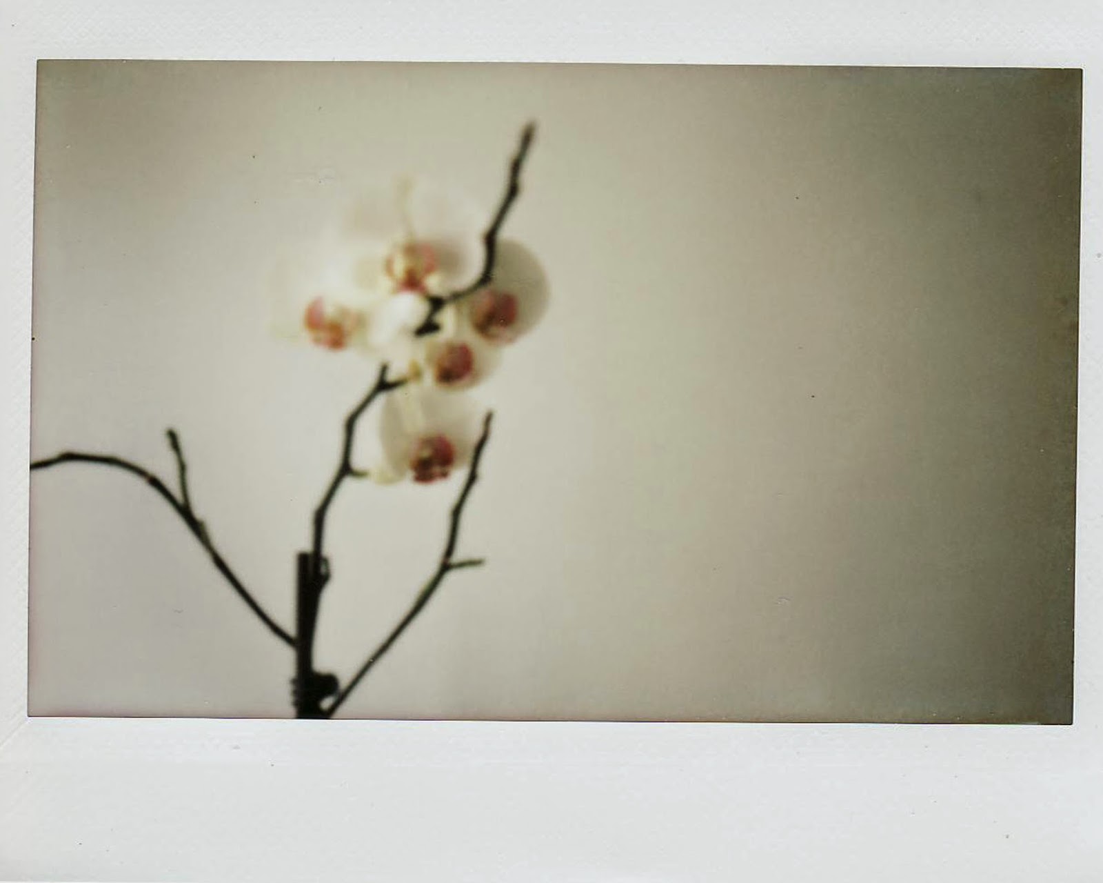 Spring, Where Are You? • [Rayne To River]