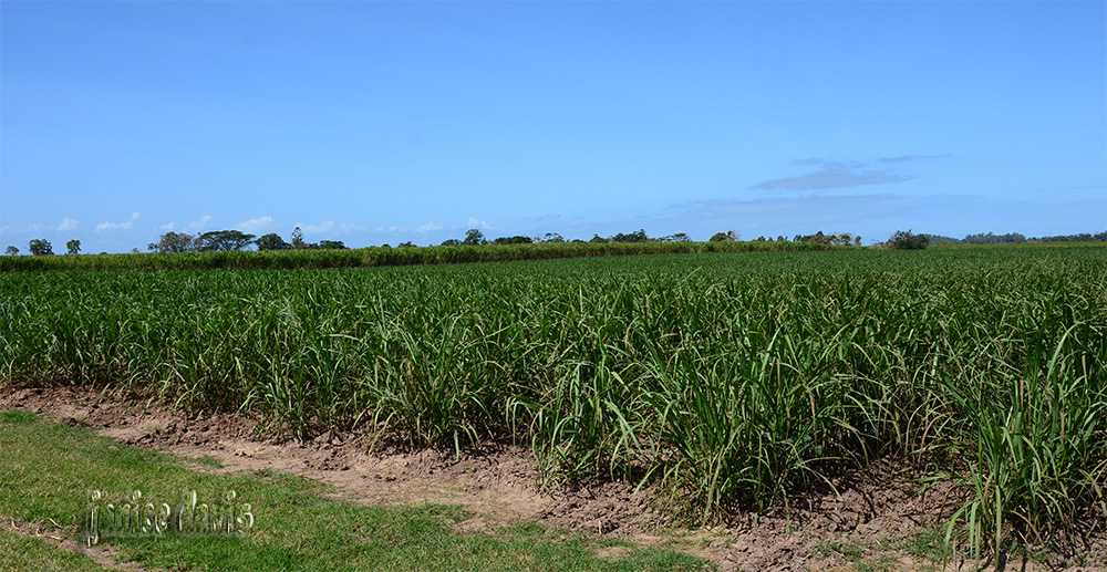 thoughts & happenings: Transporting of Sugarcane, Queensland