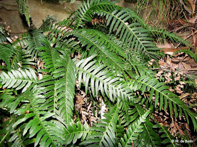 Sydney's Wildflowers and Native Plants: Doodia aspera - Prickly Rasp ...