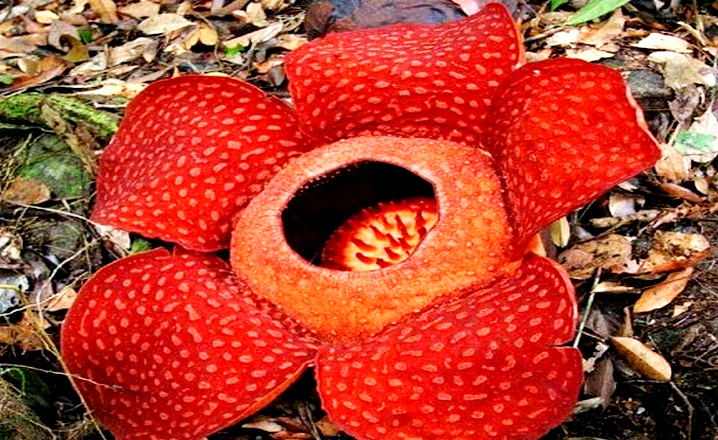 Bunga Rafflesia Arnoldii Ternyata Bisa Dibudidayakan | Berita Terbaru