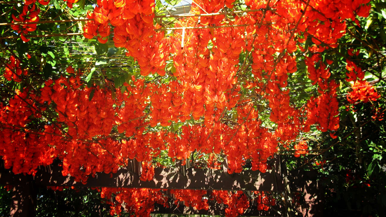 3 Cara Menanam Bunga Flame Of Irian Agar Cepat Berbunga