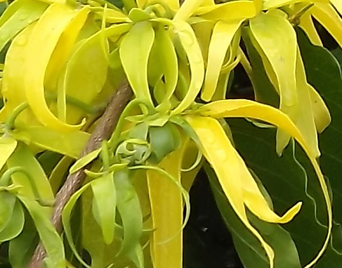 Living with Young Living Essential Oils: An Introduction to: Ylang Ylang