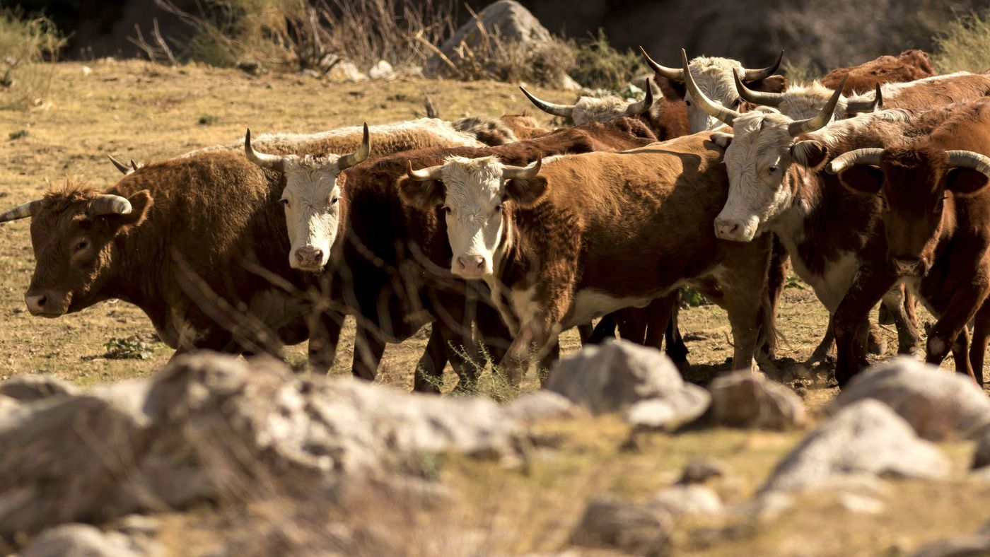 THE WESTERNER: Feral cattle terrorize hikers and devour native plants ...