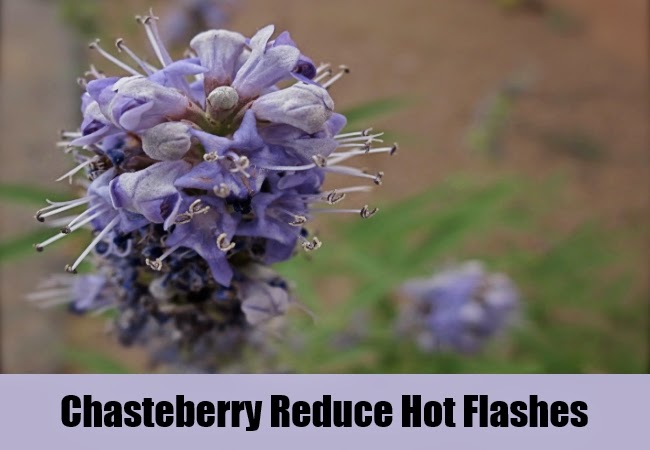 8 BEST HERBAL REMEDIES FOR HOT FLASHES ~ Mzizi Mkavu