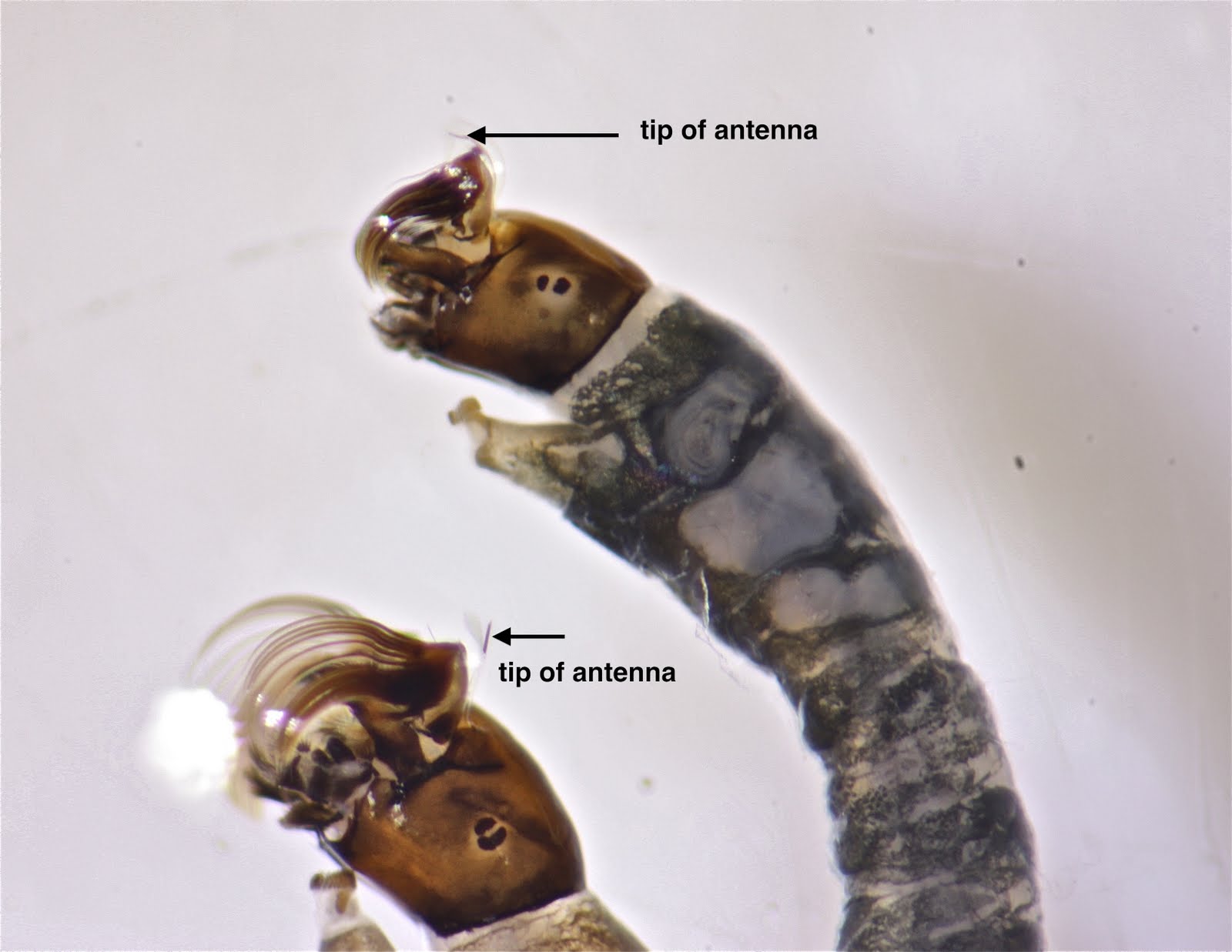 Aquatic Insects of Central Virginia: Additional Notes on Black Fly ...