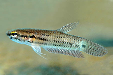 Betta picta - Javan Mouthbrooding Fighting Fish ~ Nice Betta