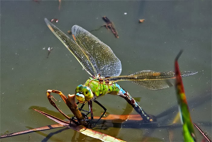 Andy foto natura: Libelulas