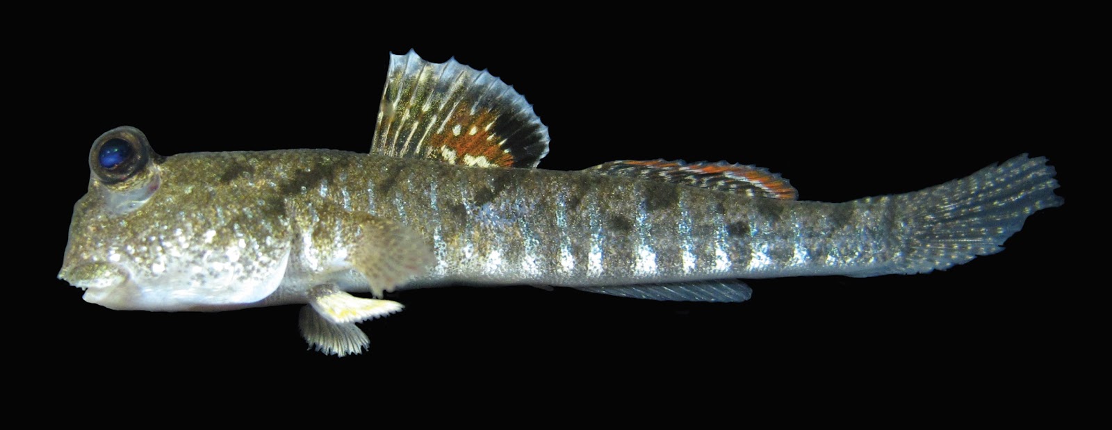 Sciency Thoughts: Periophthalmus pusing: A new species of Mudskipper ...