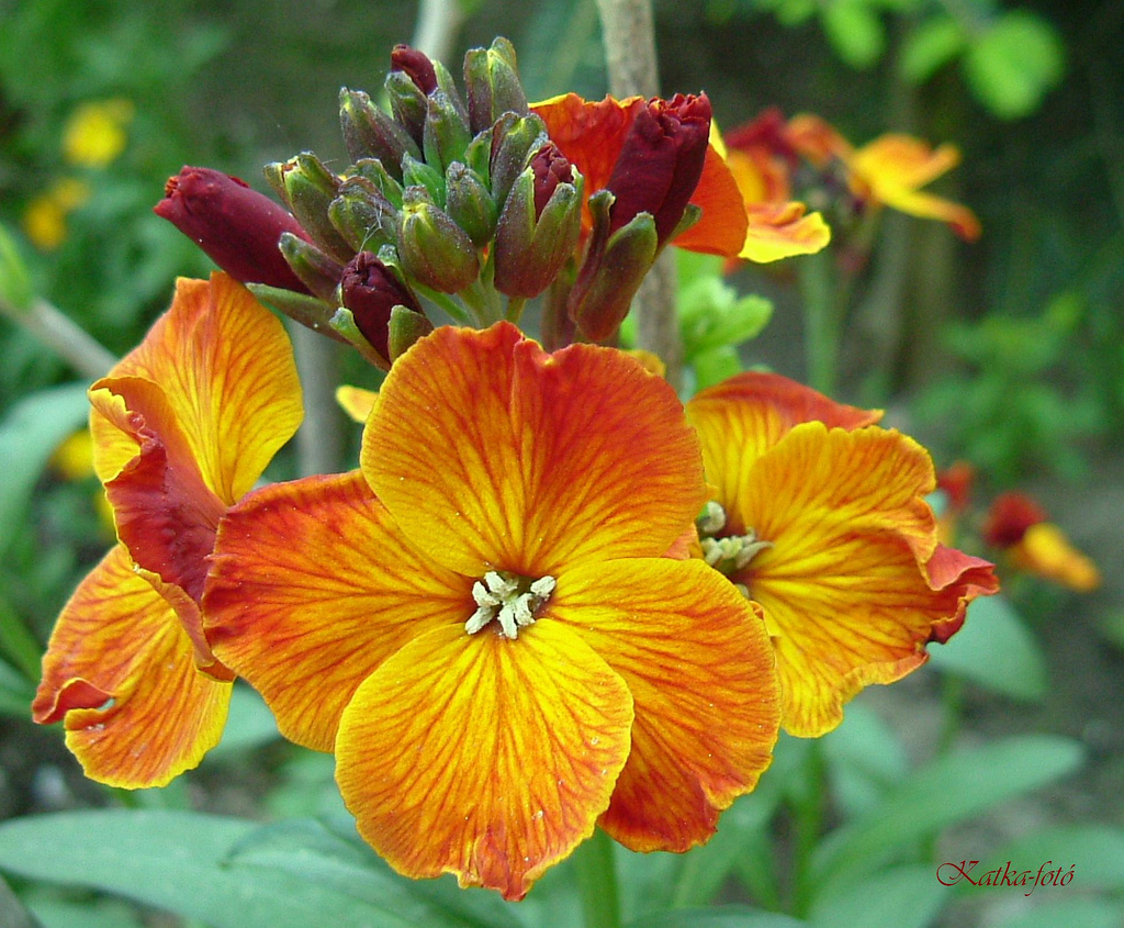 Cheiranthus Cheiri - Erysimum Cheiri