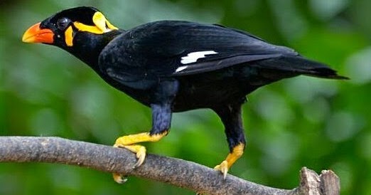 PESONA BURUNG BEO: CIRI KHUSUS BEO NIAS