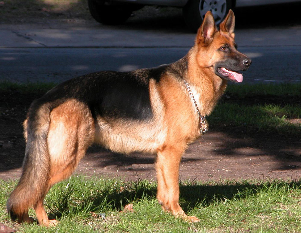 CASA ESPERANÇA E VIDA: PASTOR ALEMÃO CAPA PRETA AMENDOADO