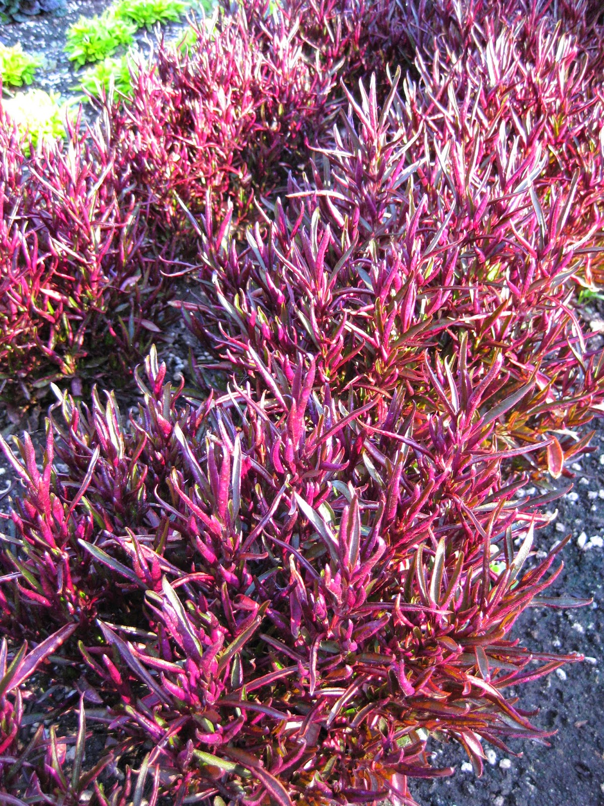 Rotary Botanical Gardens - Hort Blog: Awesome Alternantheras