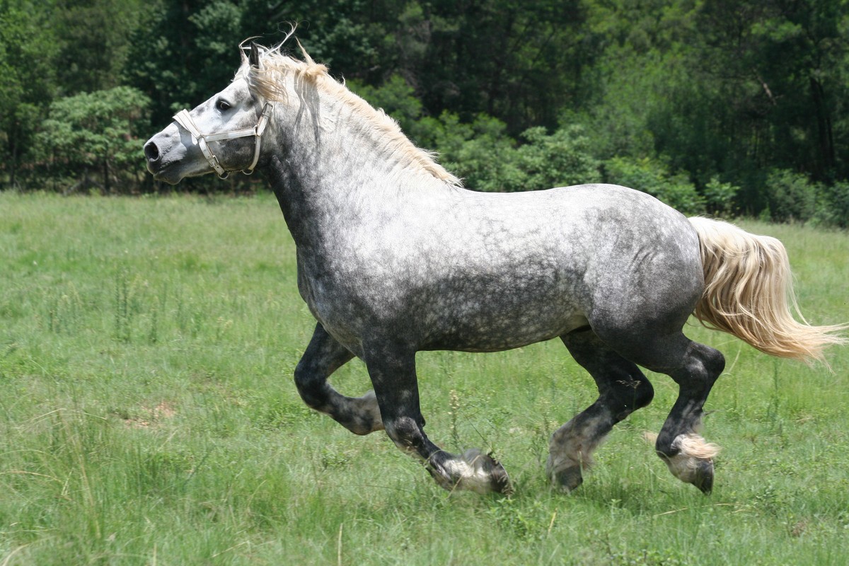Summerwind Percheron: Photos by Anita Engelbrecht ~ February 2011