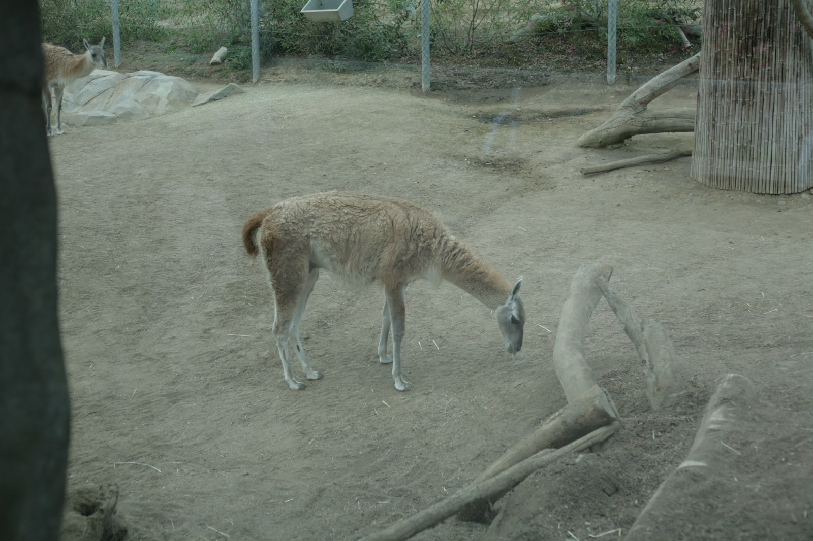 37 States, 39 Days: Top Gun Friday