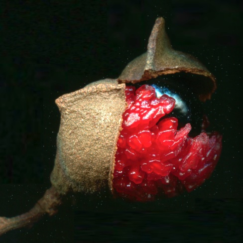 Theobrominated: Tītoki and other New Zealand sexy plants