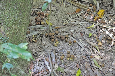 BunyipCo: September 2013