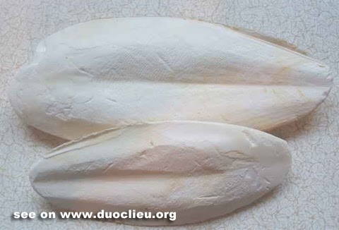 Cuttlefish bone (Wuzeigu)-Sepiella maindroni de Rochebrune