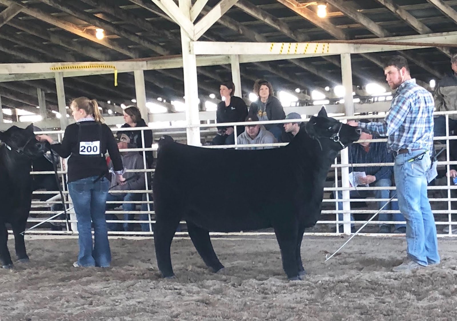 MITTAG Blog: Hi Ho Silver Commercial Heifer