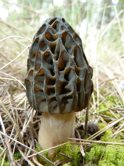 Entre boscos i muntanyes, fusió amb la natura: PRIMAVERA AMB MURGULES ...