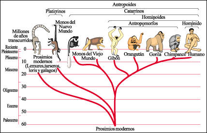 HISTORIA UNIVERSAL: ANTROPOGENESIS: ORIGEN DEL HOMBRE