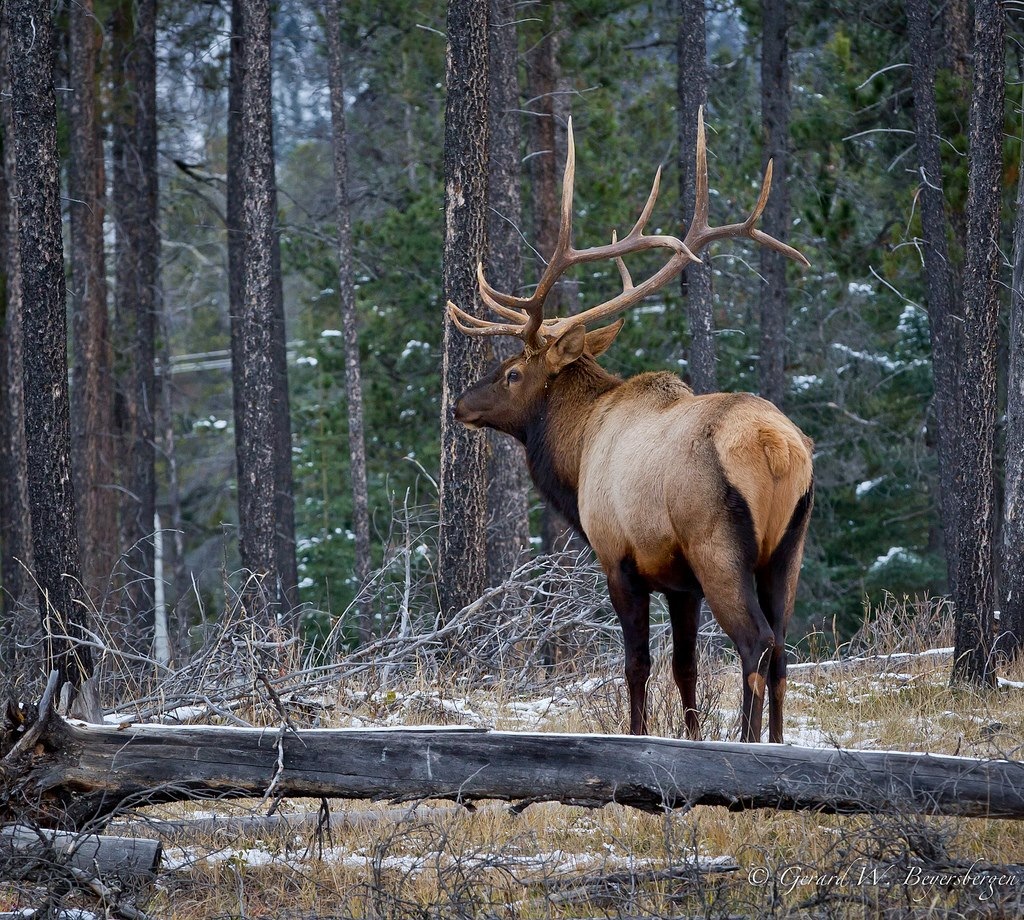 O Livro da Natureza: Cervídeos