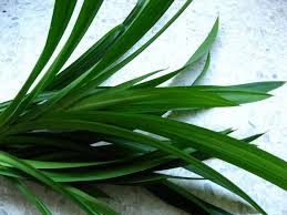 Aneka Fungsi Tanaman: Daun pandan sebagai pewarna alami makanan