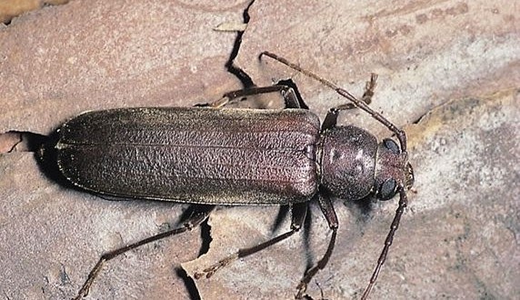 Alcatech: Control de Carcoma