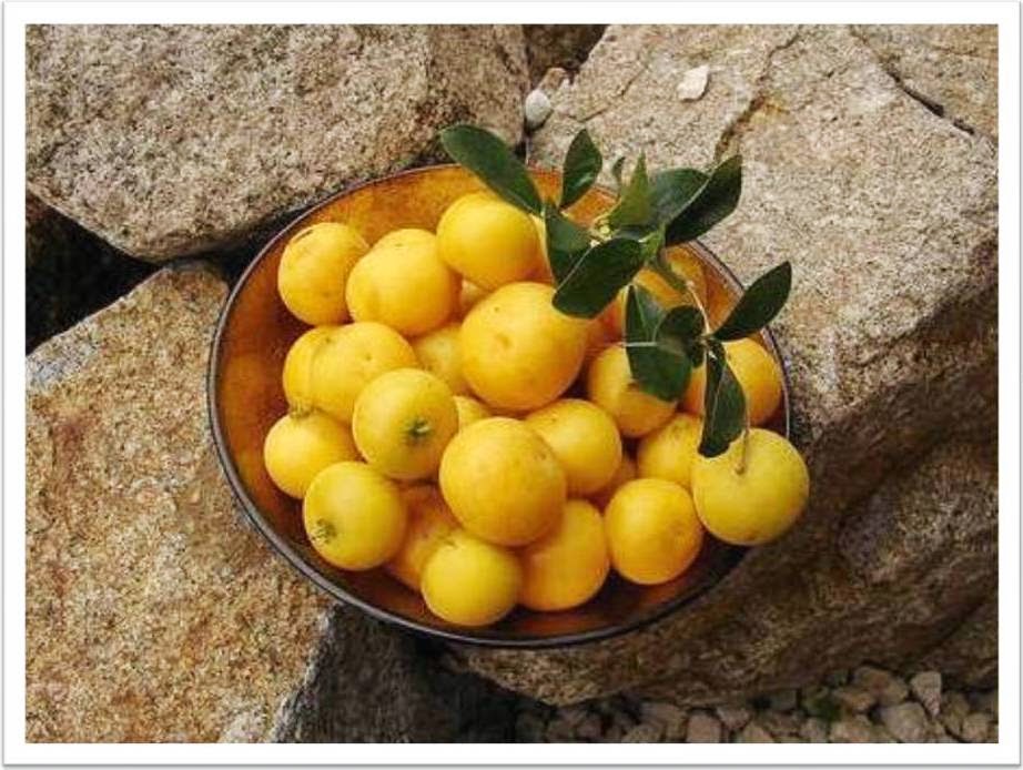 Hedgie's Nature Journal : Food from trees - The Kei Apple