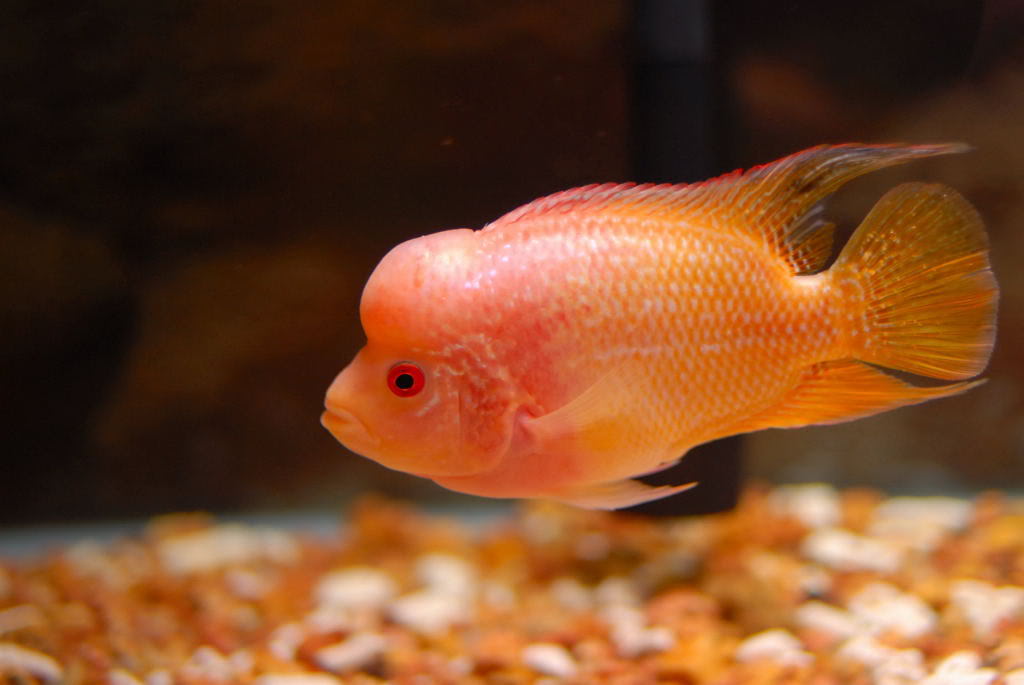 Journey Of Flowerhorn (Louhan): Louhan Golden Base yang Bermutasi