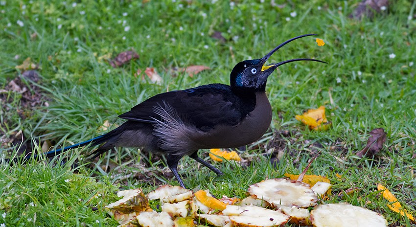 SICKLE BILLED BIRDS photos - wallpapers | the fun bank