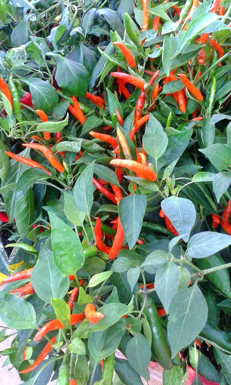 Unavená vařečka: Chilli paprička