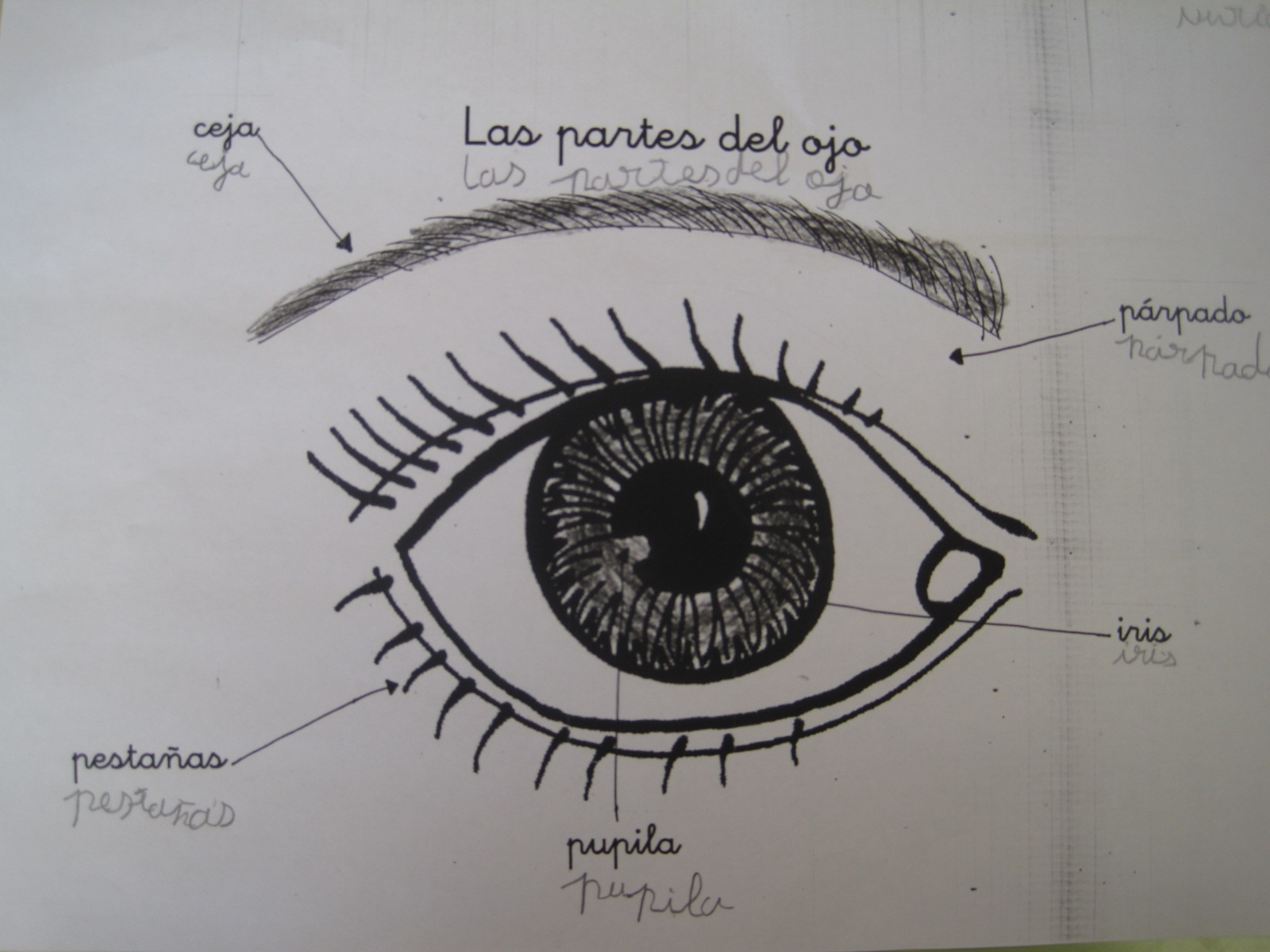Mi Clase de Infantil: LAS PARTES DEL OJO